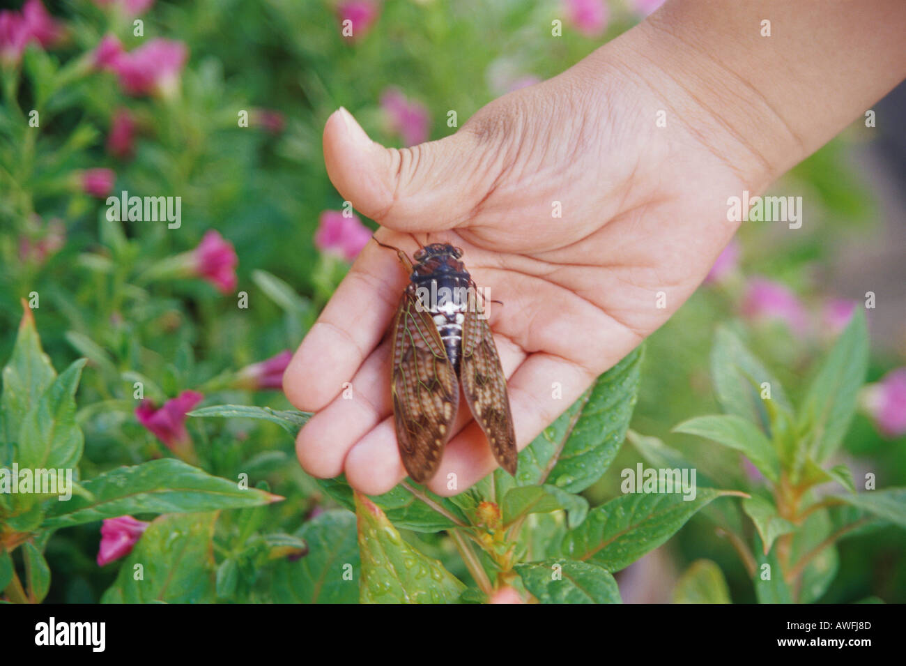 Cicada in boy s hand Stock Photo - Alamy