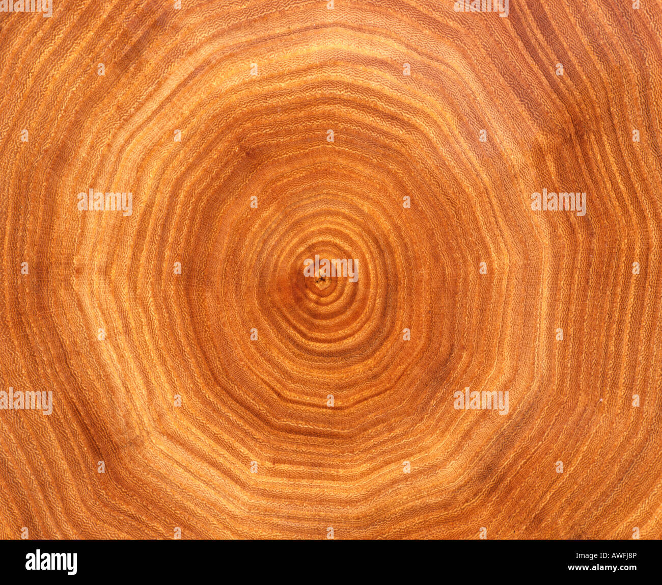 Wood rings hi-res stock photography and images - Alamy