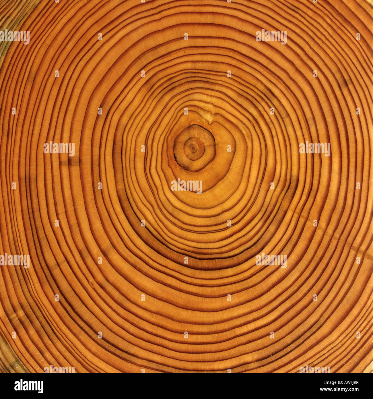 Larch (Larix) tree trunk cross-section: tree rings Stock Photo - Alamy