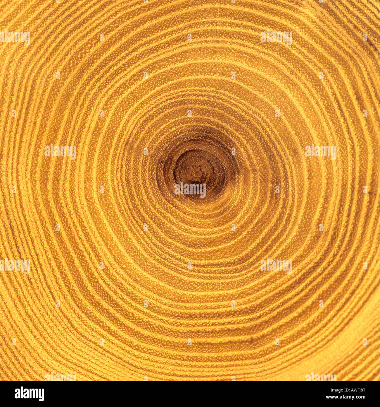 Tree trunk cross-section: tree rings Stock Photo - Alamy Tree trunk cross-section: tree rings Stock Photo - Alamy