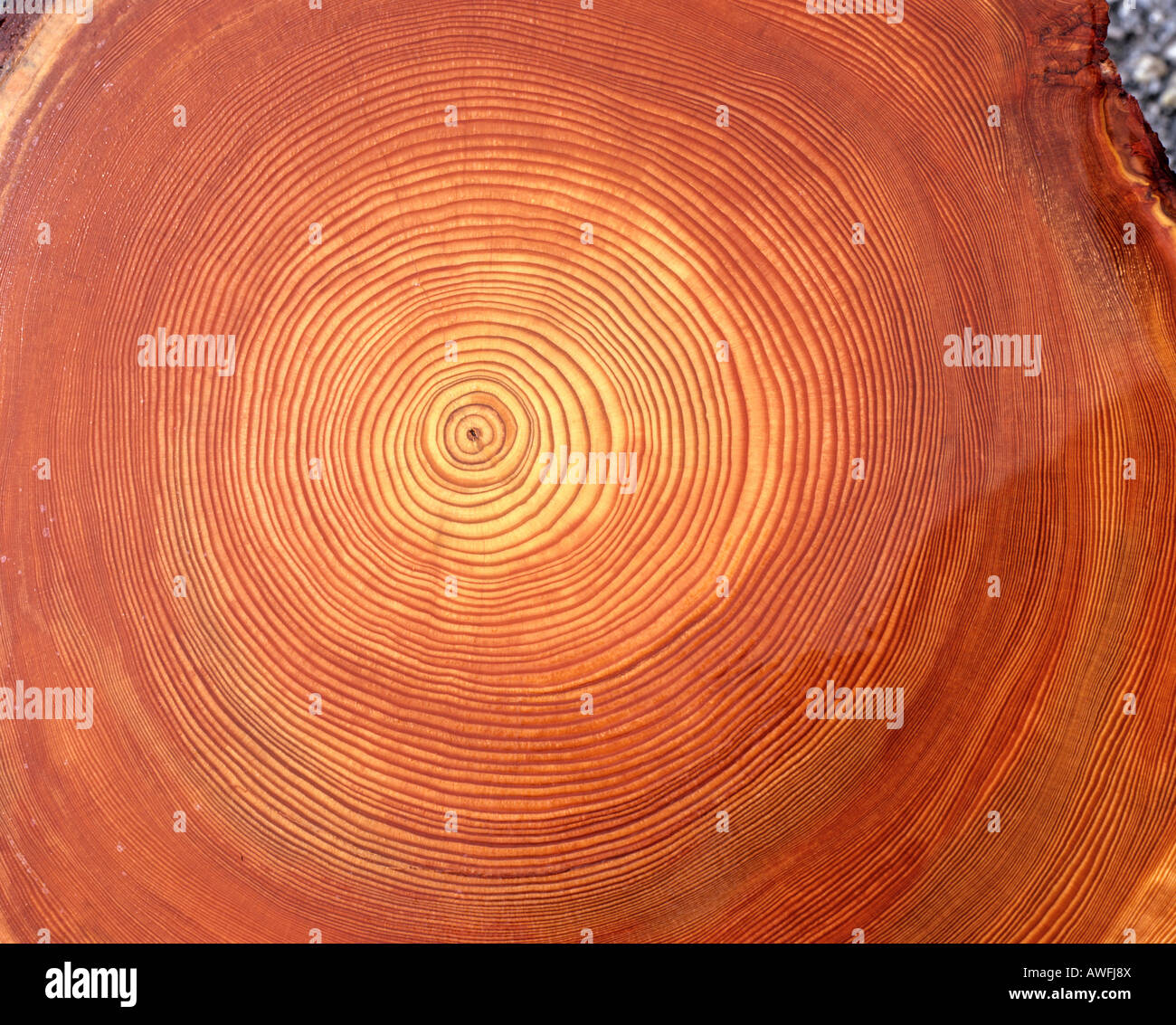 Larch (Larix) tree trunk cross-section: tree rings Stock Photo - Alamy Larch (Larix) tree trunk cross-section: tree rings Stock Photo - Alamy