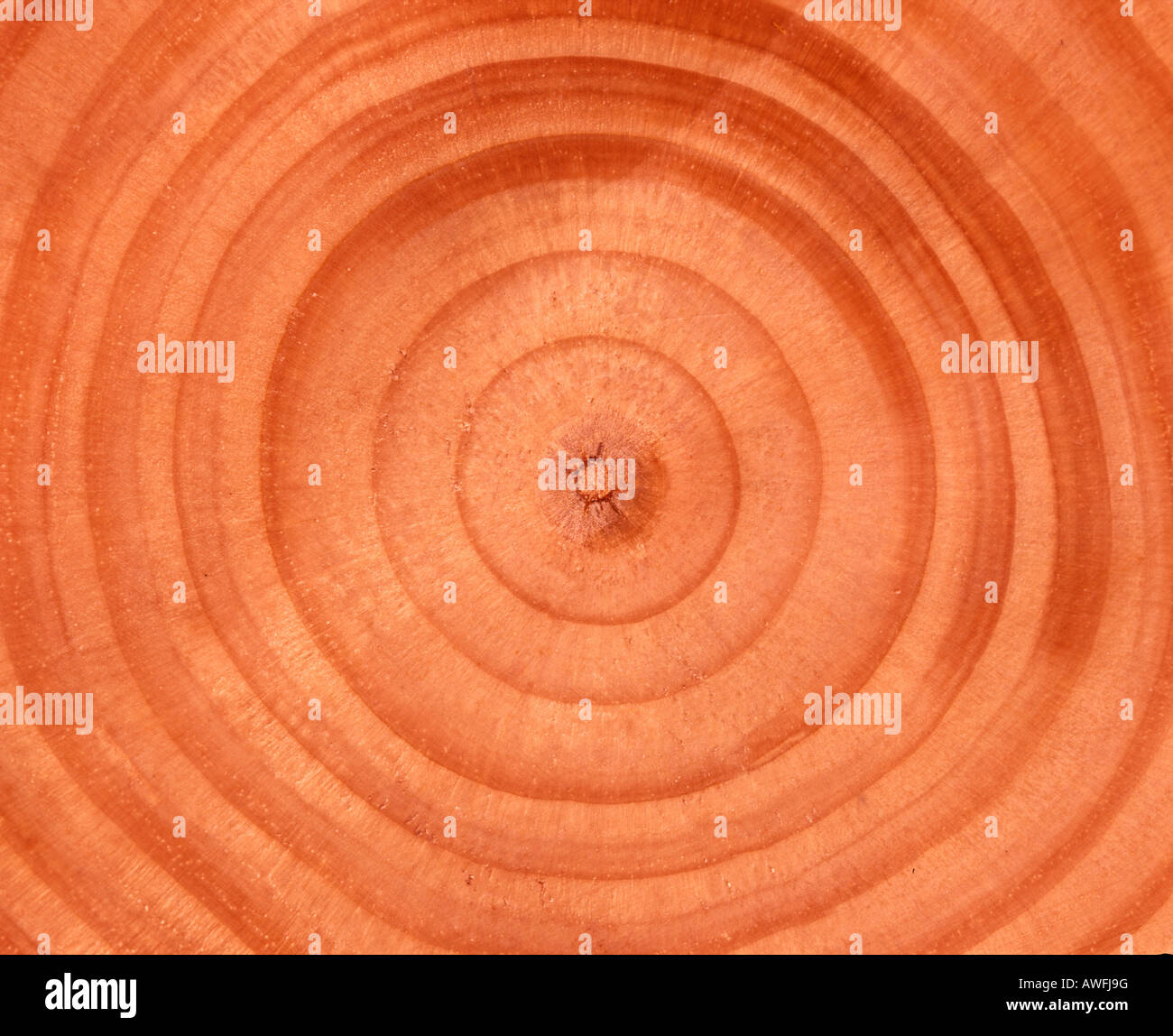 Tree trunk cross-section: tree rings Stock Photo - Alamy