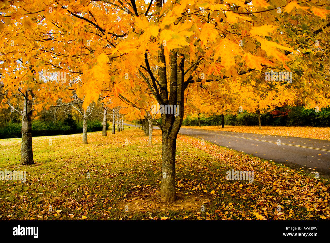 fall foilage view at tennessee park, all, autumn, leaves, yellow, road ...