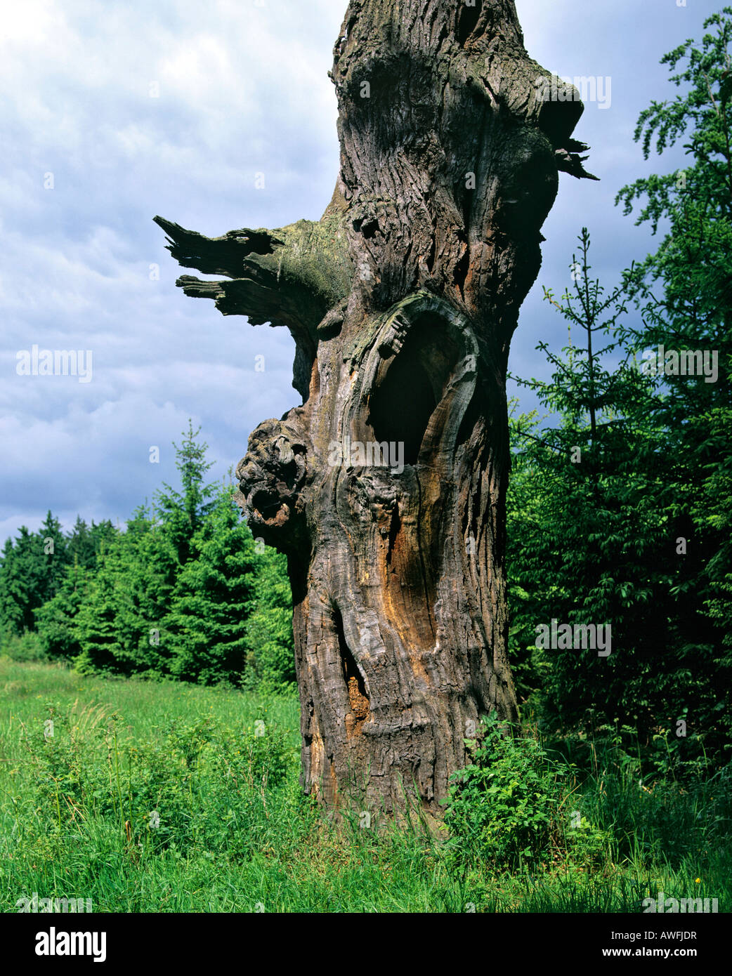Gnarled tree trunks hi-res stock photography and images - Alamy