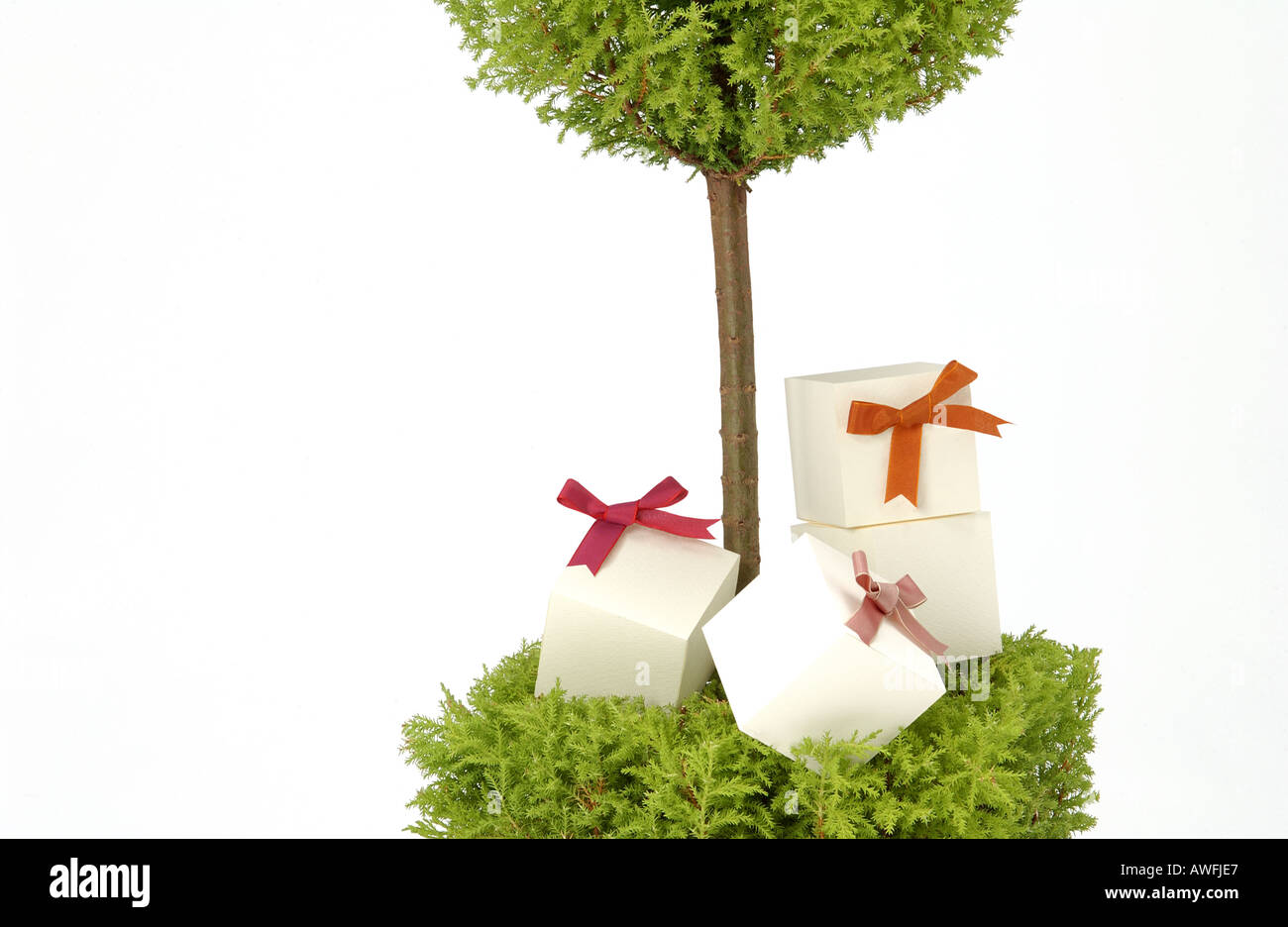 Small gift boxes on a potted plant Stock Photo - Alamy