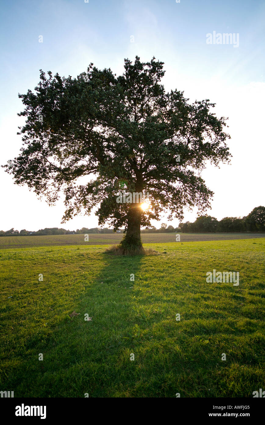 a huge tree against the sun, sunset, backlight, Landmark of Hamburg ...