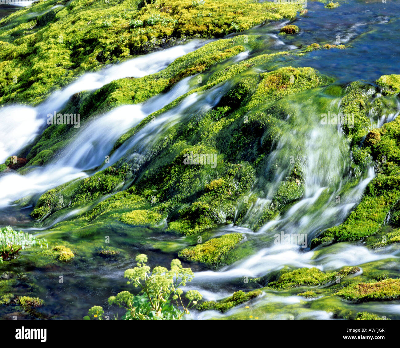 Islandisch moos hi-res stock photography and images - Alamy