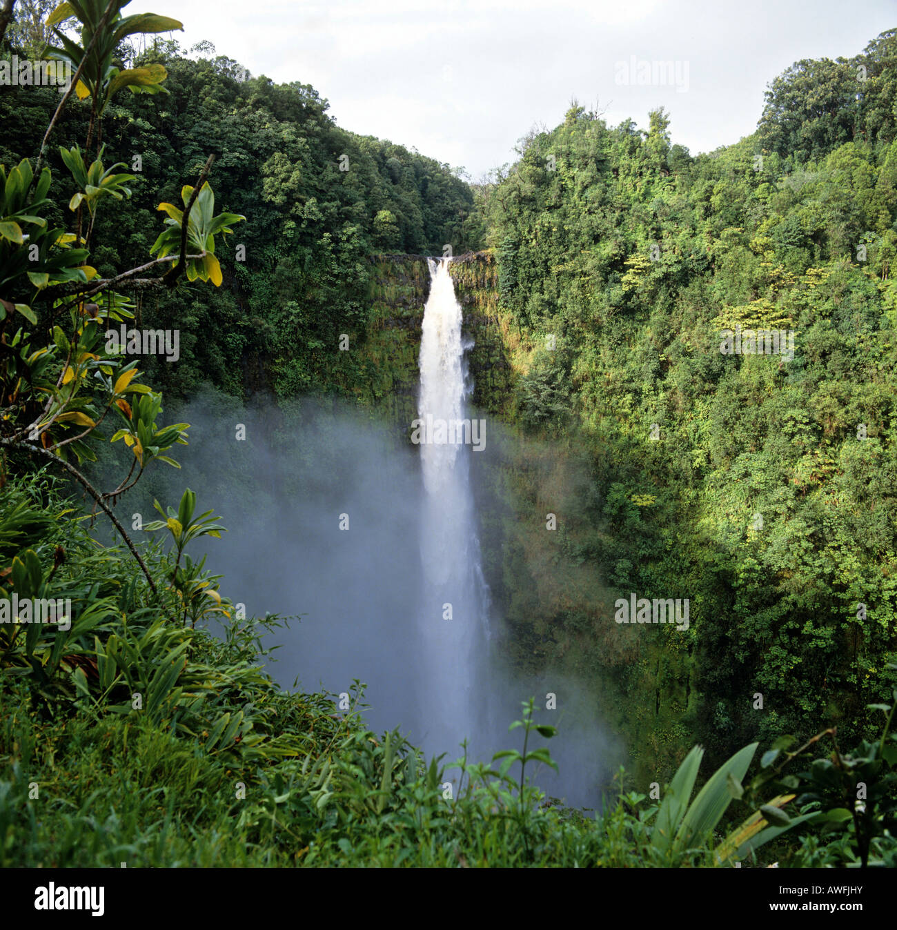 Waterfall in a rainforest Stock Photo - Alamy