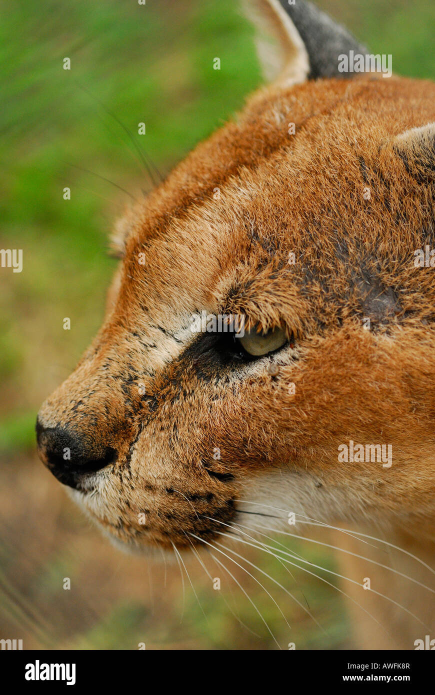 Close up caracal eye hi-res stock photography and images - Alamy