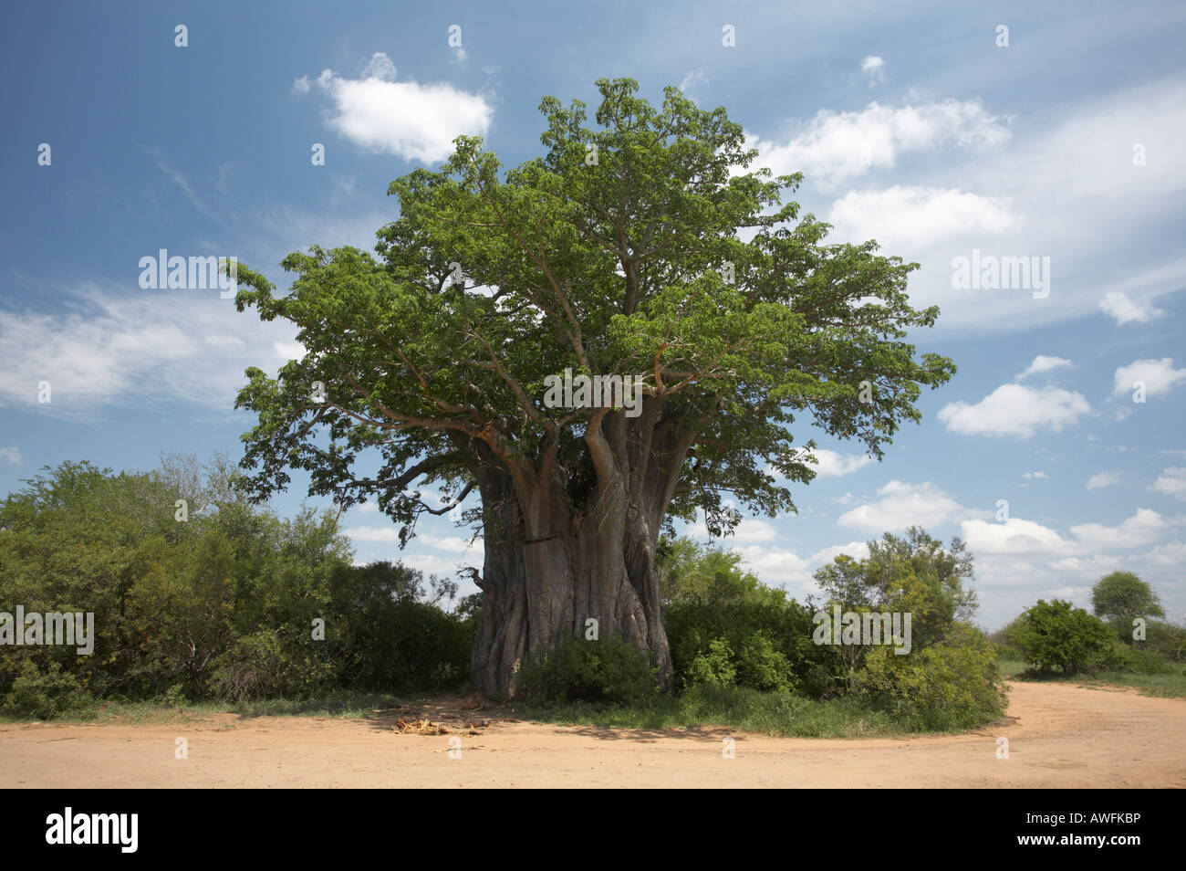 Baobab Tree (Adansonia digitata), South Africa Stock Photo - Alamy