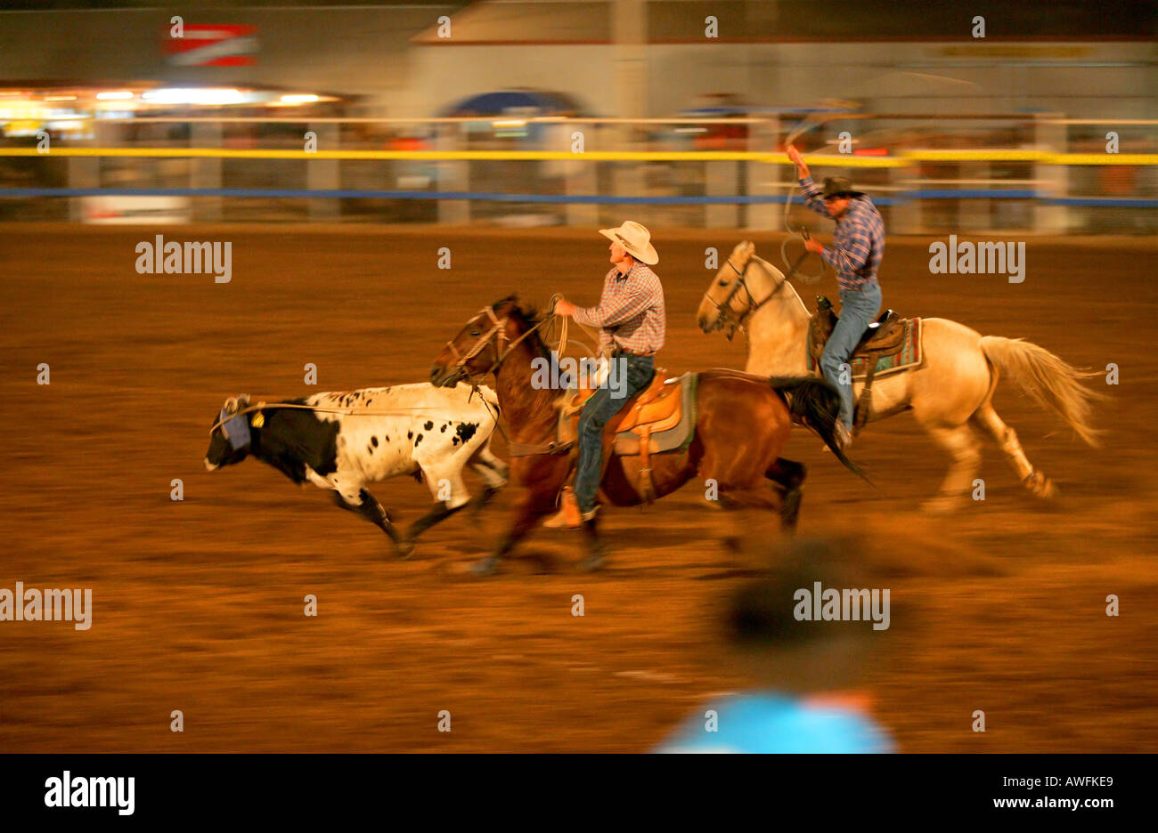 Steer Wrestling at Mt Isa rodeo Stock Photo - Alamy