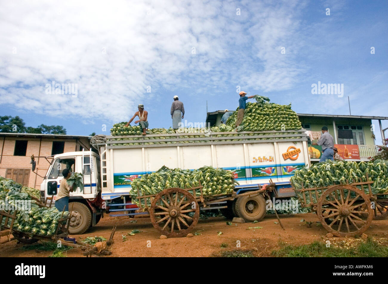 Stock photograph of Cabbages and cauliflowers getting packed onto a ...