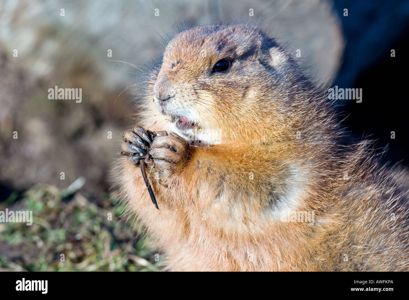 Mr chew hi-res stock photography and images - Alamy