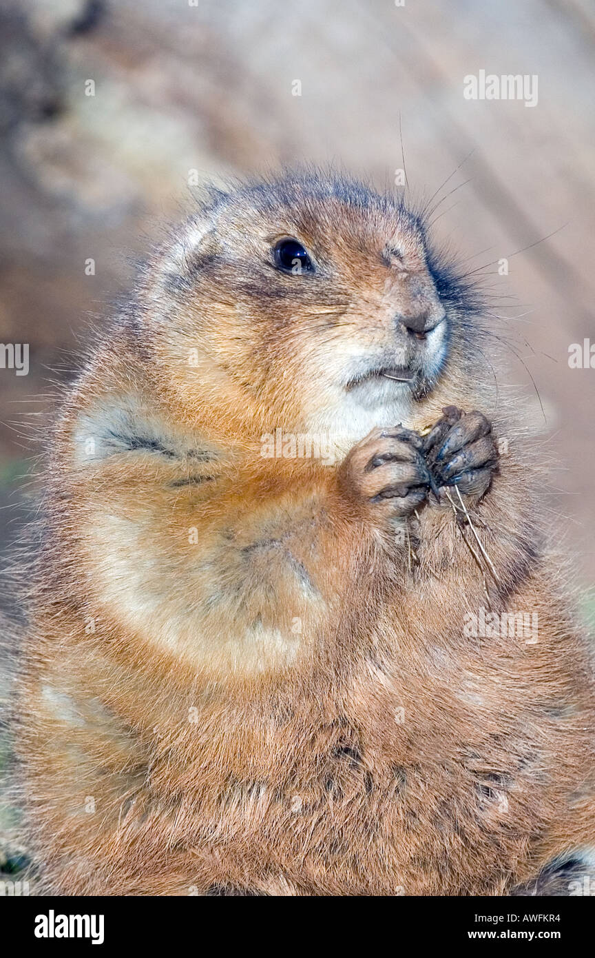 Mr chew hi-res stock photography and images - Alamy