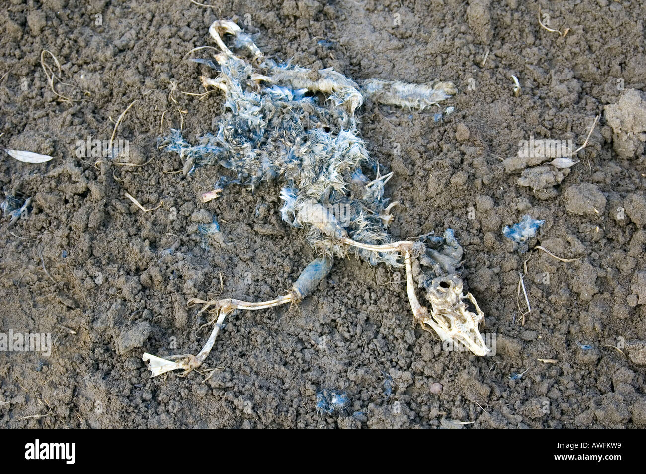 Skeleton bunny hi-res stock photography and images - Alamy