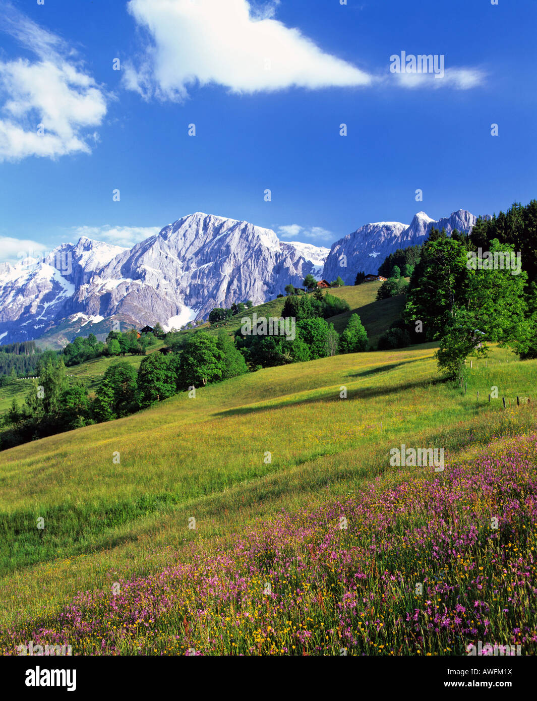 Alpine blumenwiese hi-res stock photography and images - Alamy