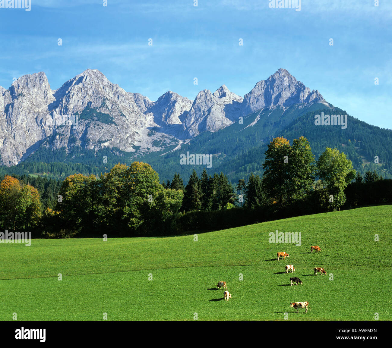 Cow pastures with the Tennengebirge (Tennen Range) in background ...