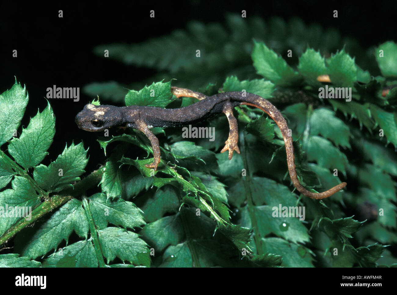 Salamandrina terdigitata, Spectacled salamander, Italy, amphibian ...