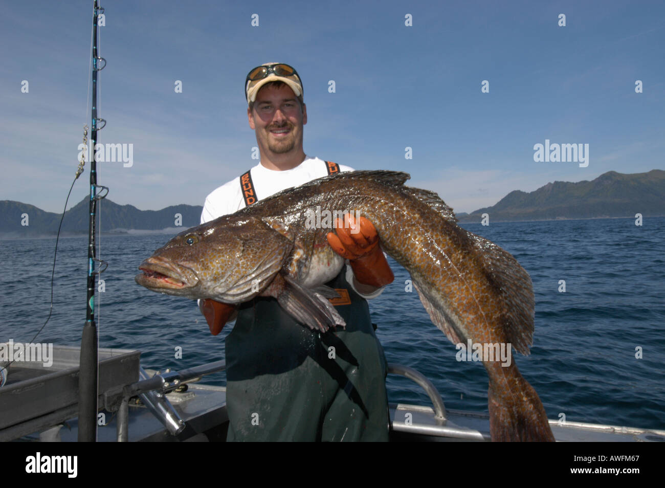 Ling cod hi-res stock photography and images - Alamy