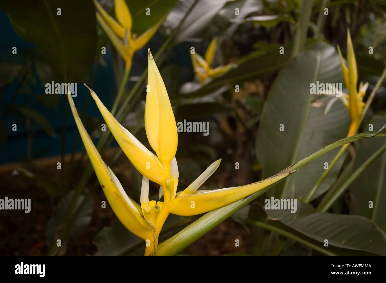 Stock photograph of a yellow Heliconia flower Stock Photo - Alamy