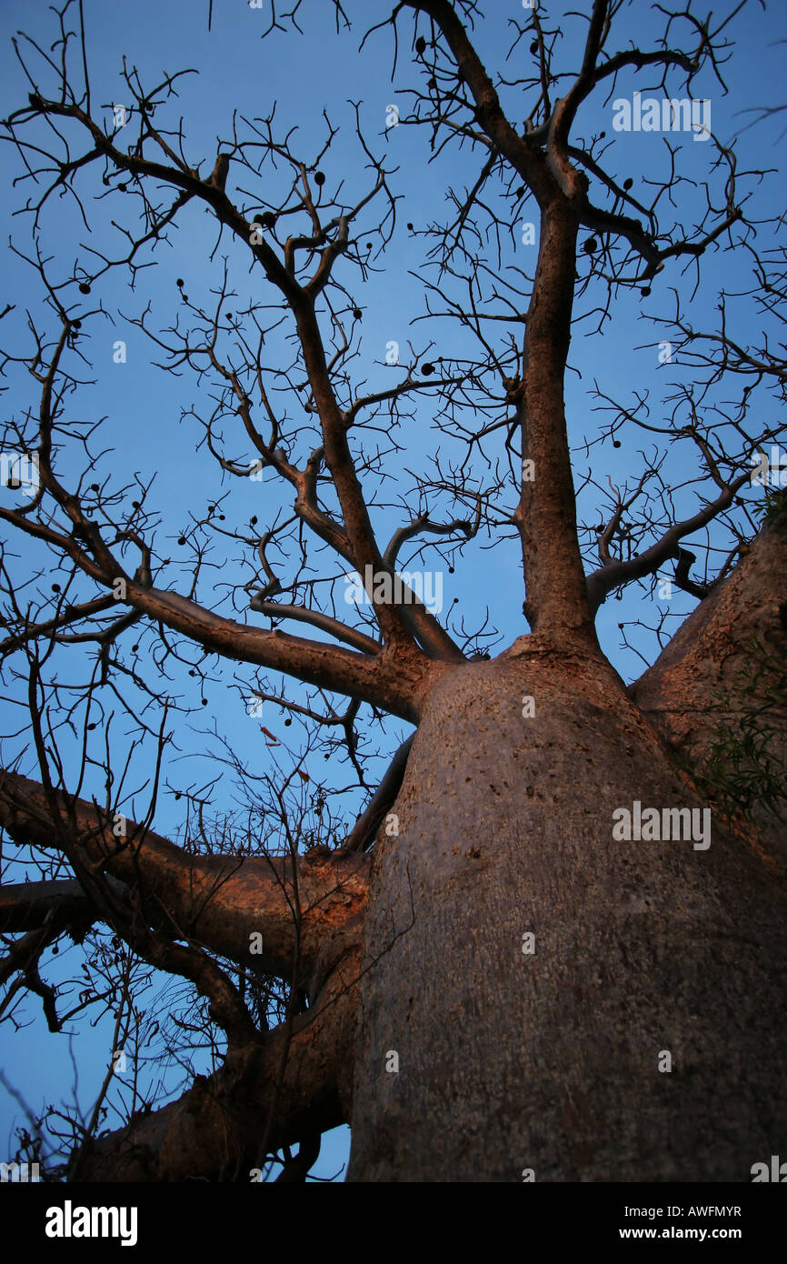 Tree boab upside down tree tree hi-res stock photography and images - Alamy