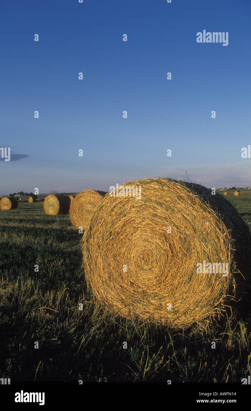 Bailed hay hi-res stock photography and images - Alamy