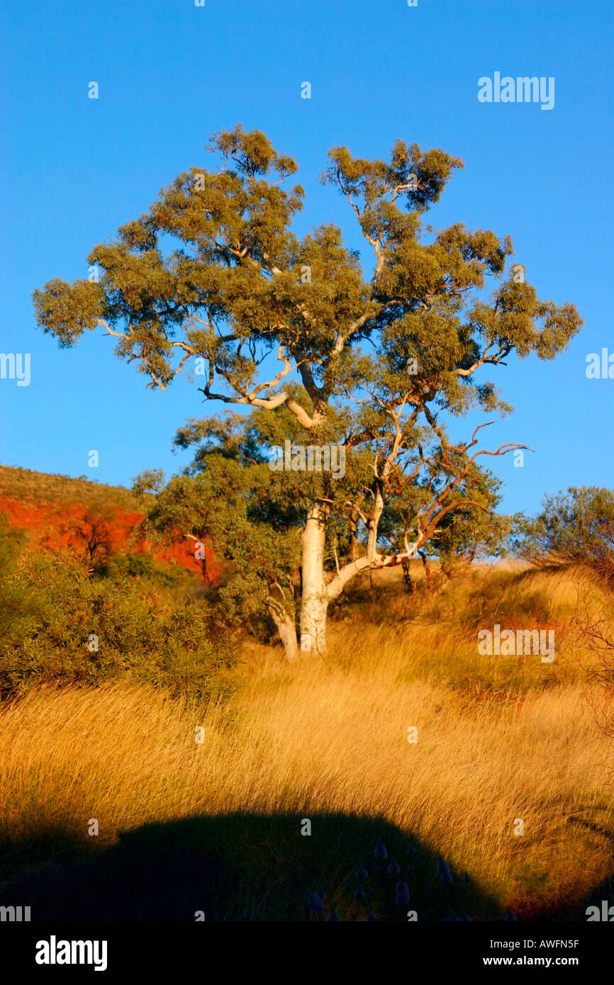 Beautiful red soil and light green Spinifex plants around gorges of ...