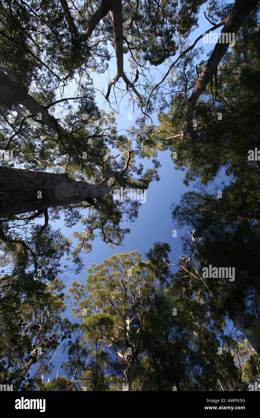Australia Forest Gum Trees High Resolution Stock Photography and Images ...