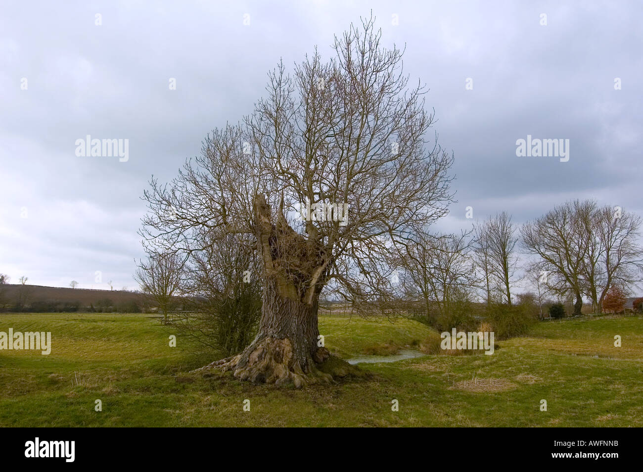 Ancient Oak tree Stock Photo - Alamy