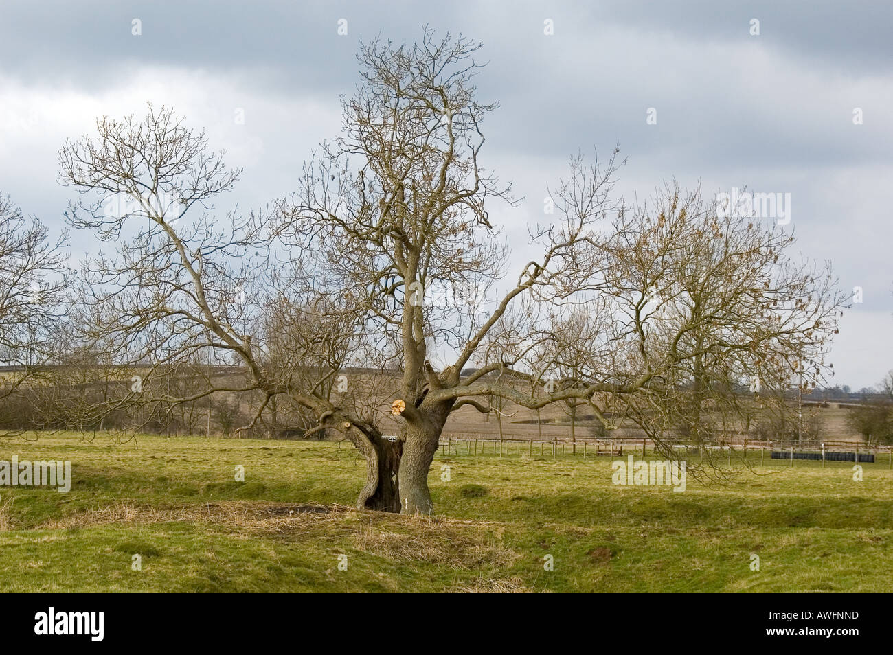 Very old oak tree Stock Photo - Alamy