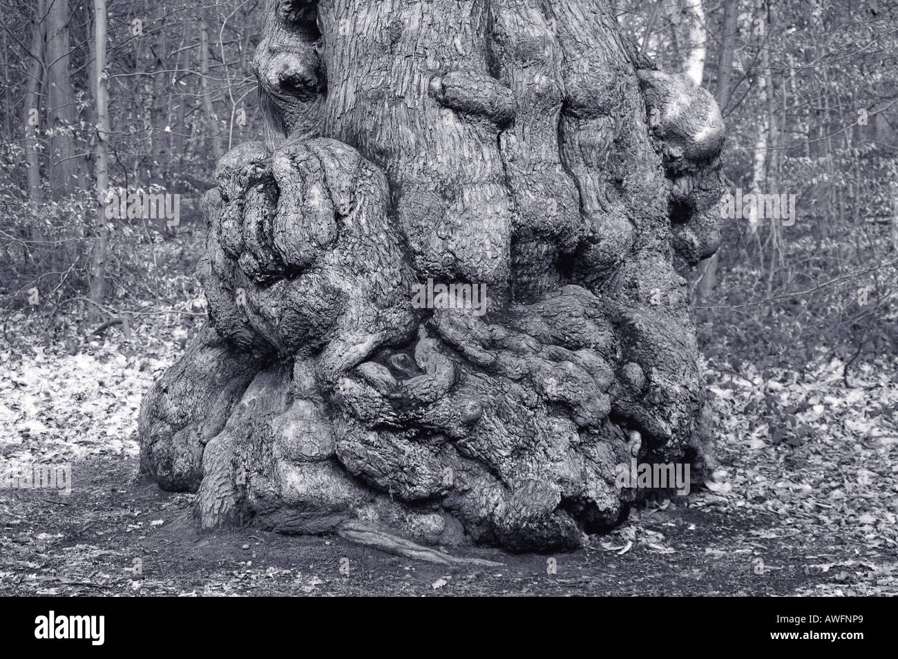 Large tree in Nottinghams Sherwood Forest in black and white Stock ...