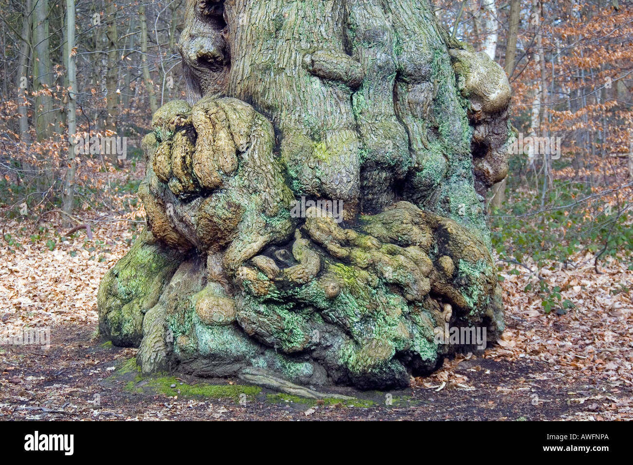 Large tree in Nottinghams Sherwood Forest Stock Photo - Alamy