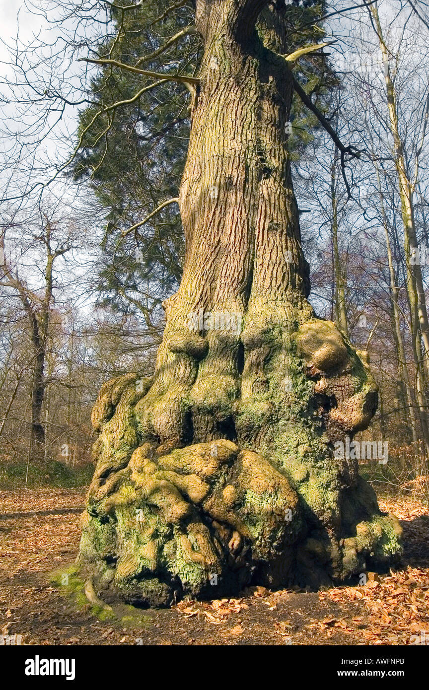 Large tree in Nottinghams Sherwood Forest Stock Photo - Alamy