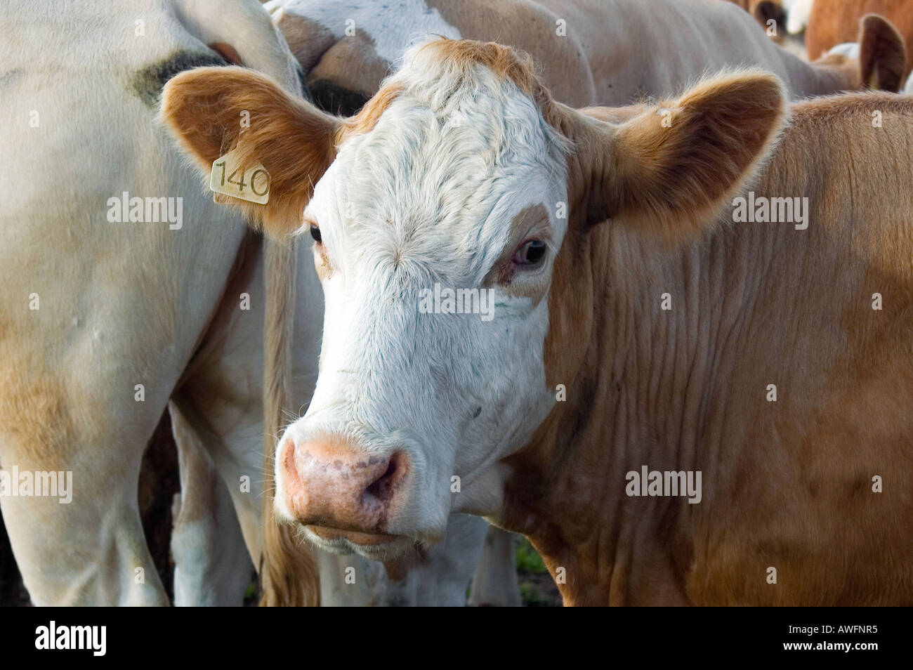 Cow turning hi-res stock photography and images - Alamy