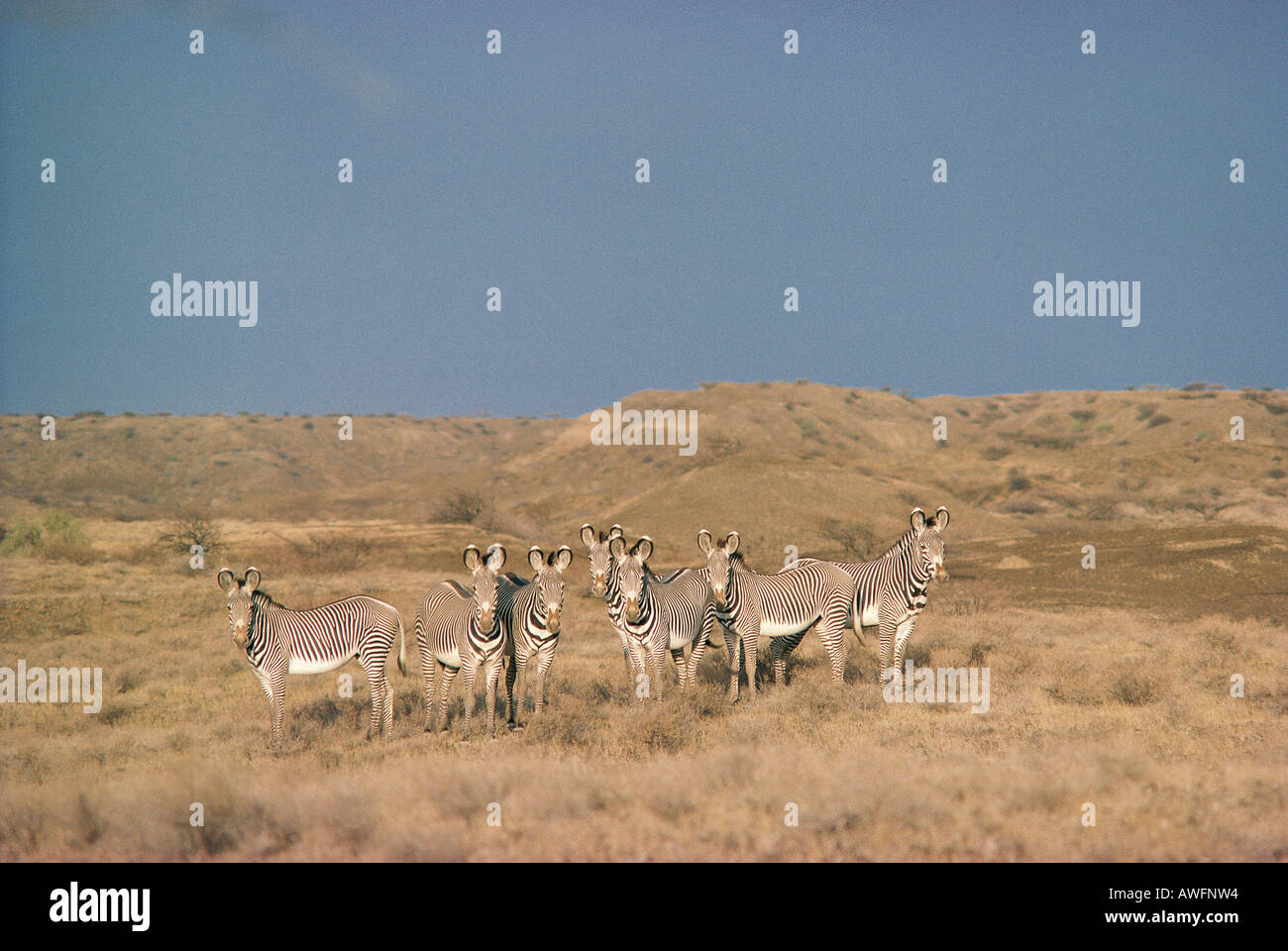 Alert group of Grevy s Zebra with ears perked up in Sibilol National ...