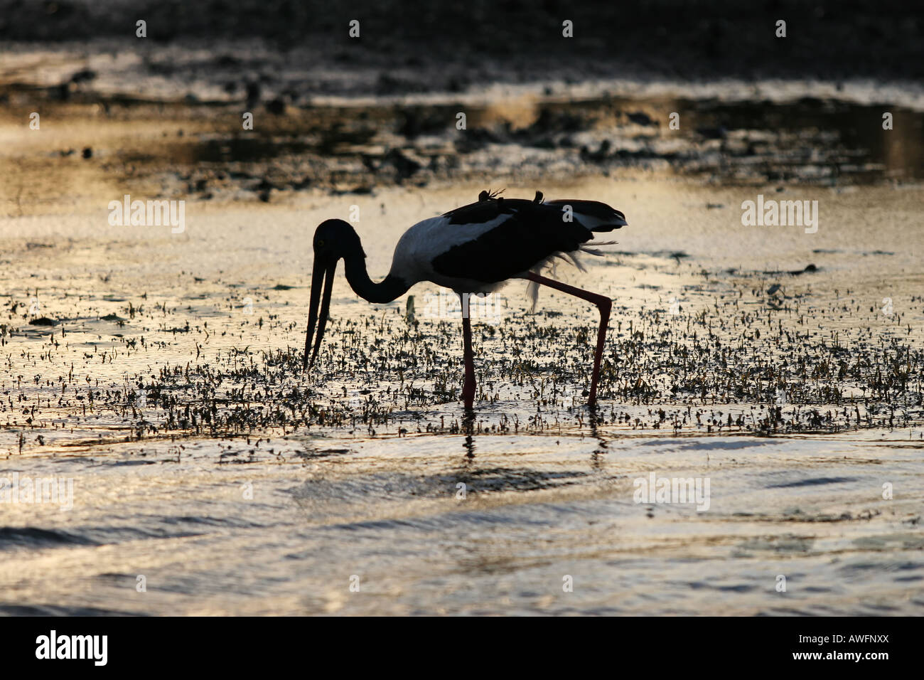 Jabiru australia hi-res stock photography and images - Alamy