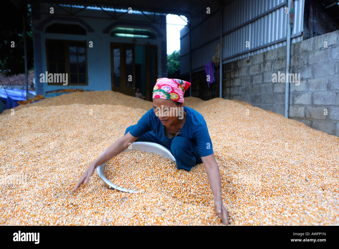 Farmer Ngyuen Thi La collecting corn grains on her farm, Son La ...