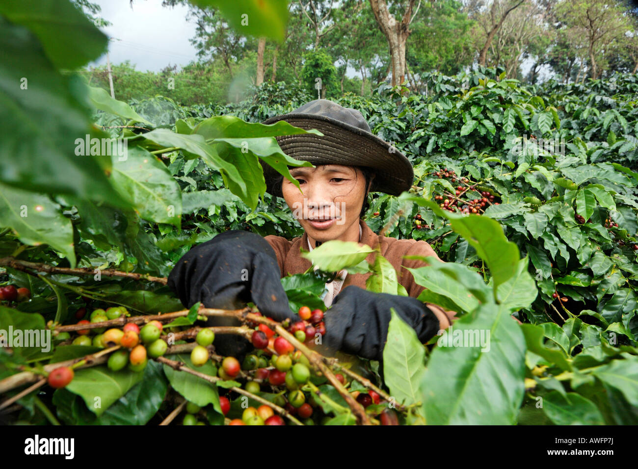 Woman picking red arabica coffee beans, Western Highlands Agro-forestry ...