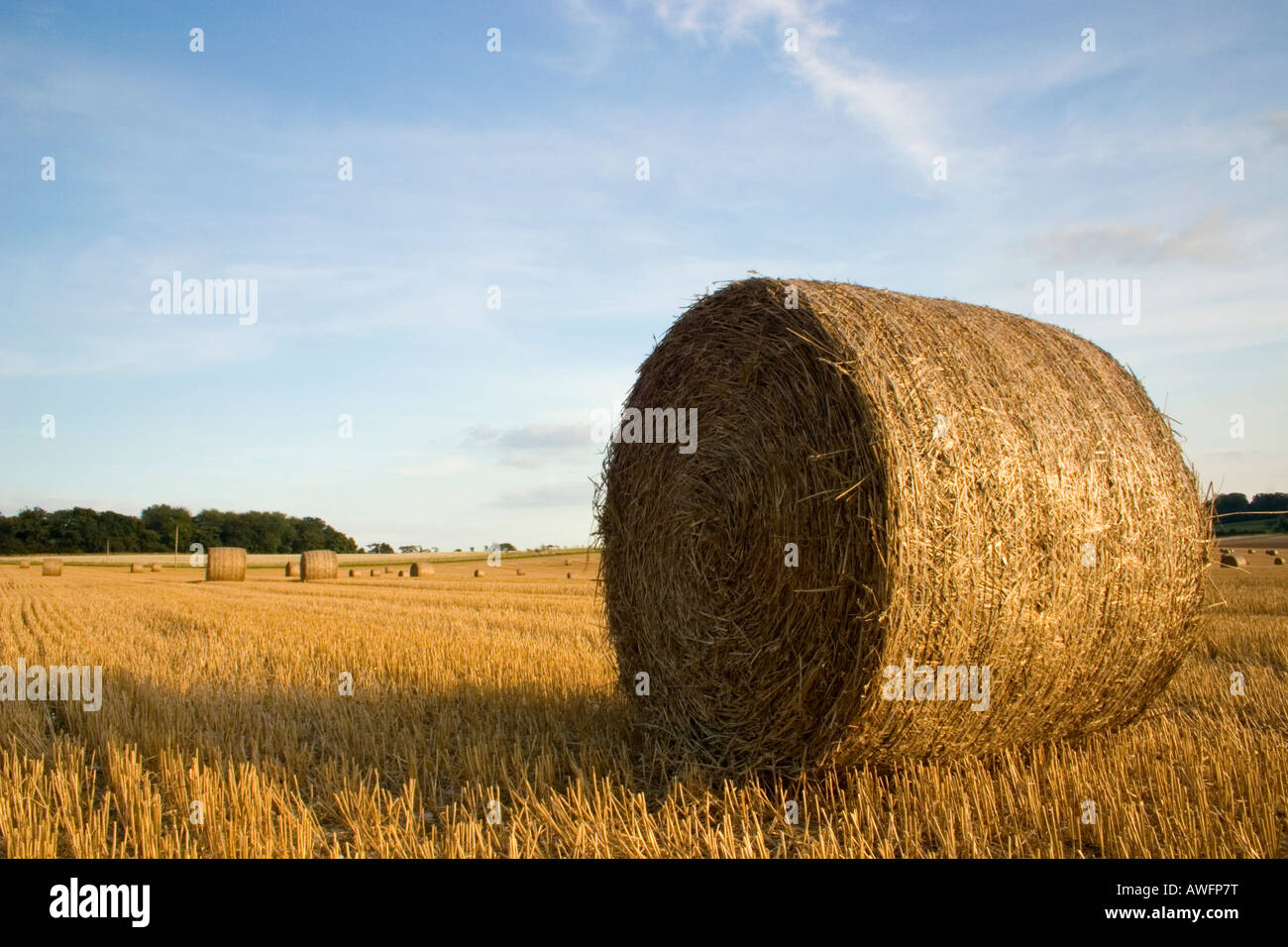 Straw bales ready for the farmer to collect after the crops have been ...