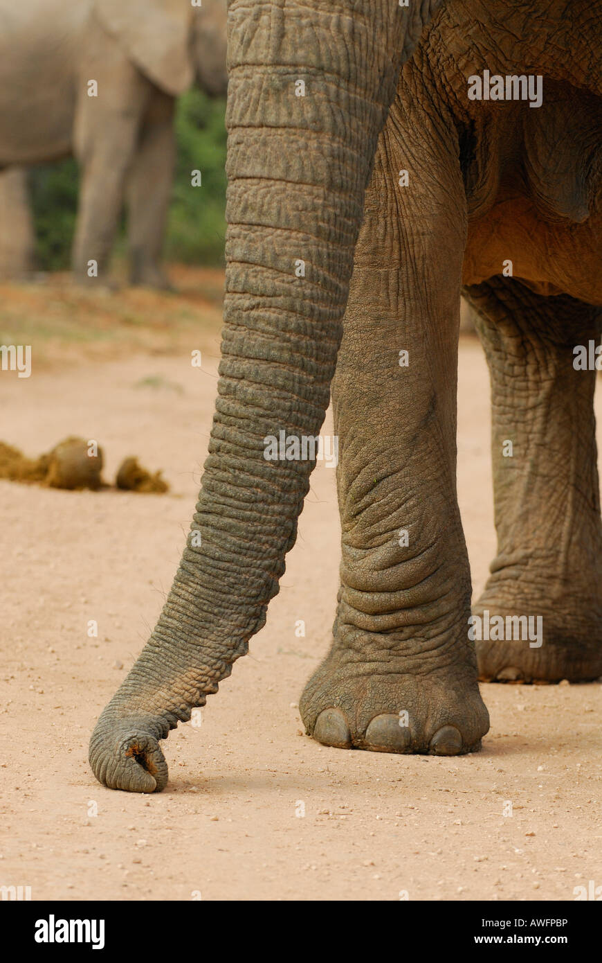 South Africa Addo Elephant park Stock Photo - Alamy