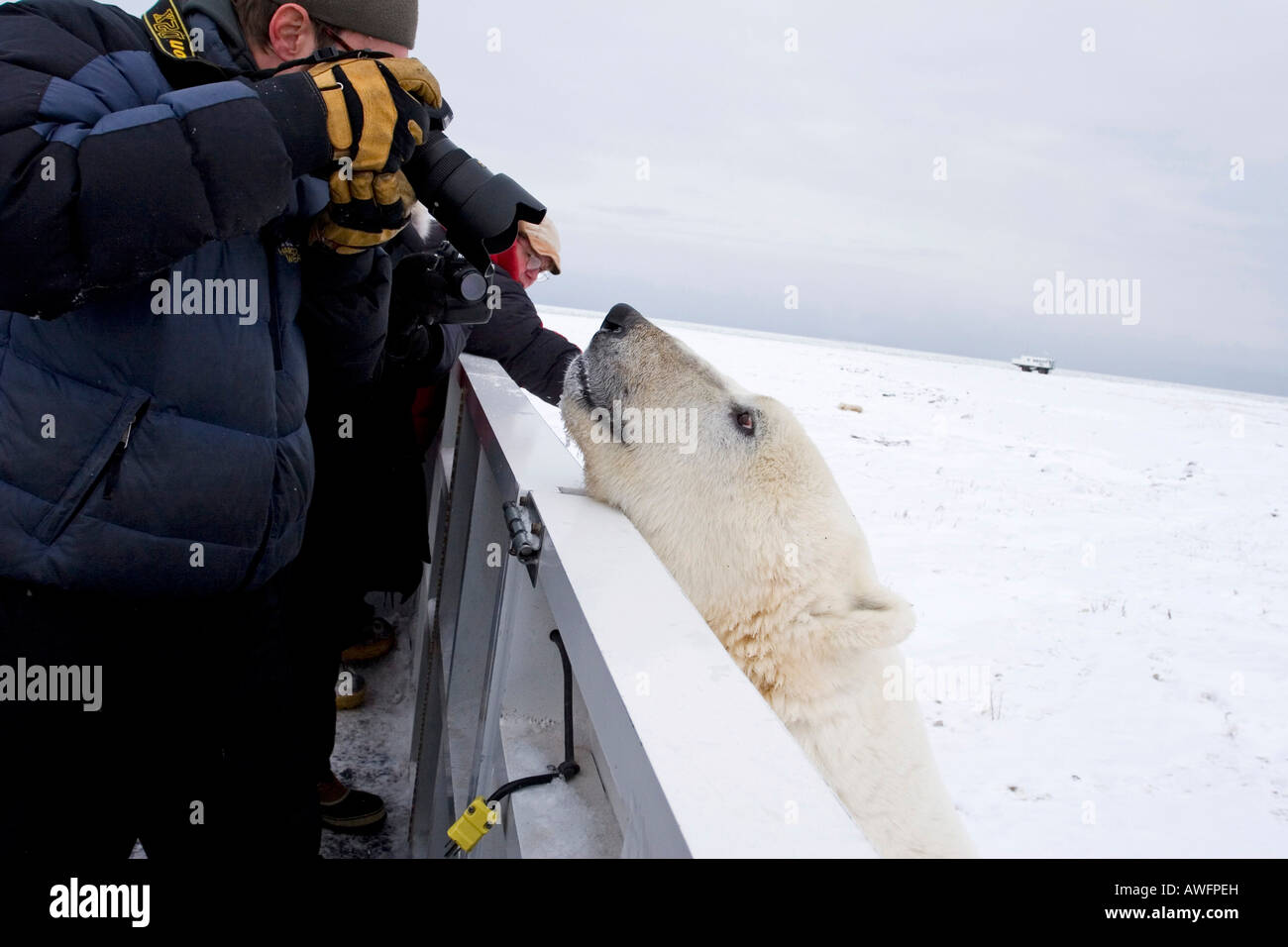 Polar bear (Ursus maritimus) looking over the railing of a Tundra Buggy ...