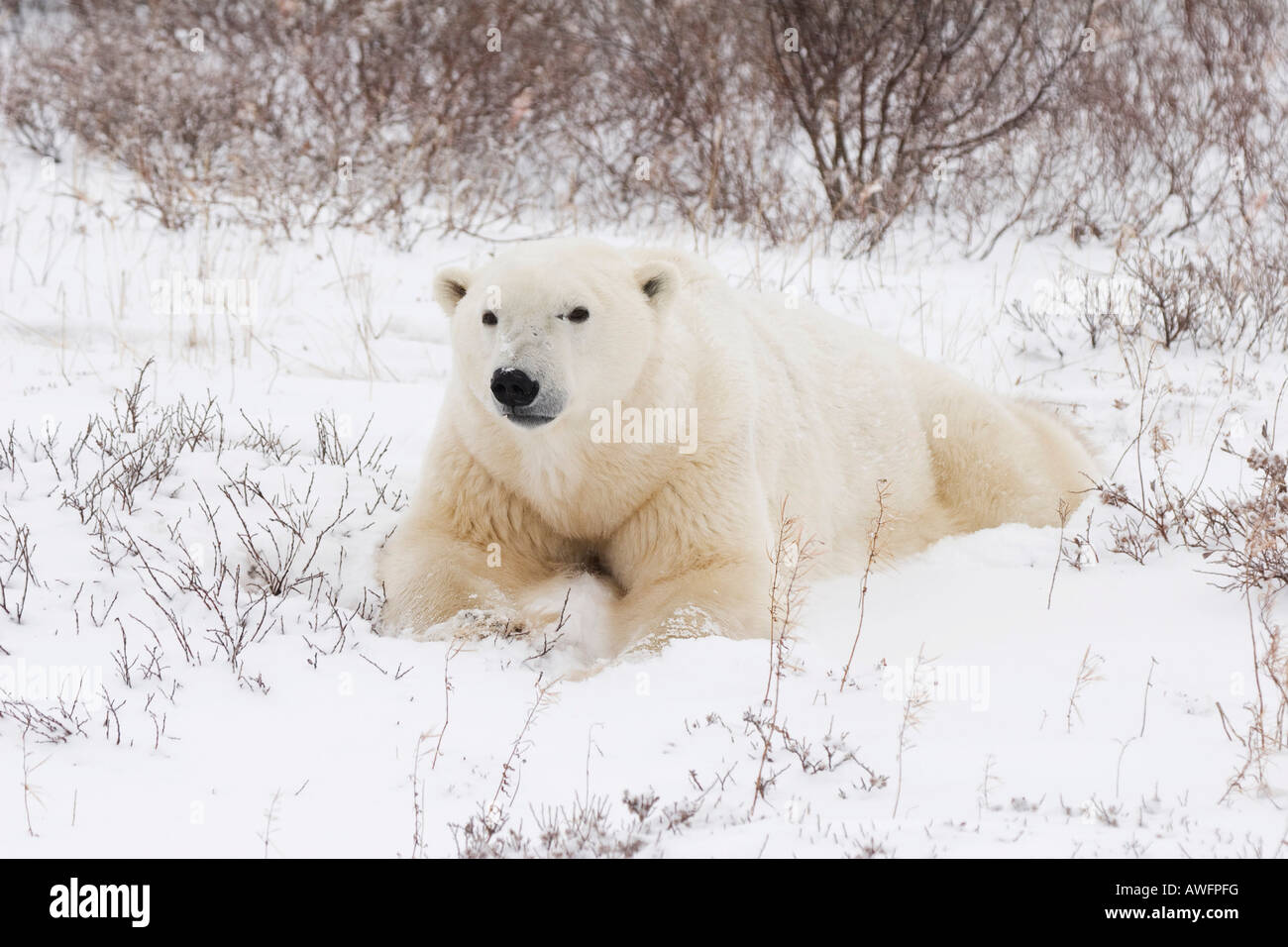 Polar Bear (Ursus maritimus) laying on its stomach in the snow ...
