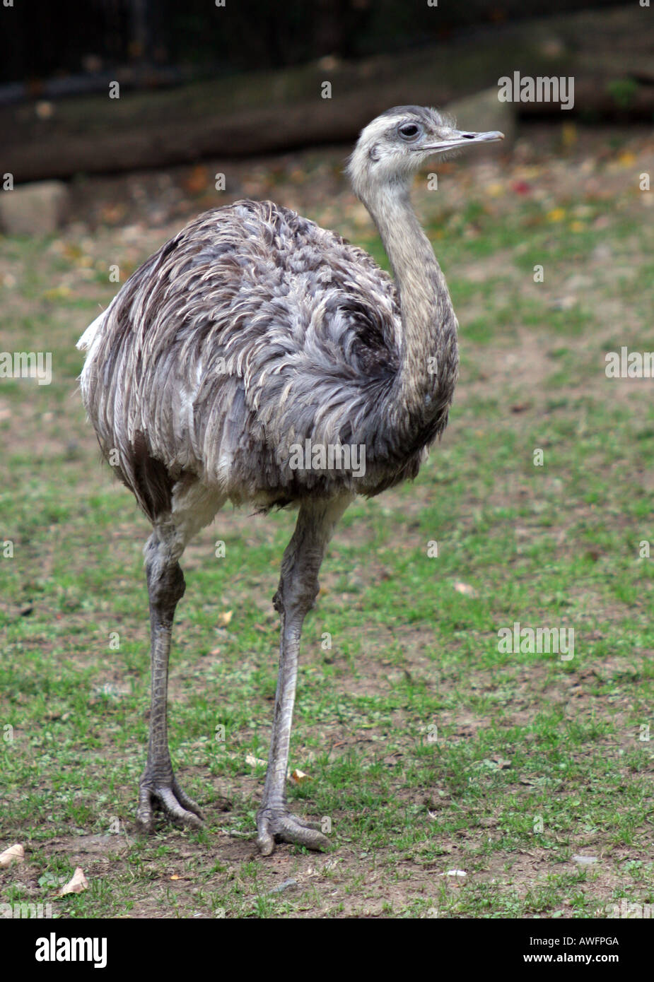 Greater rhea pampas hi-res stock photography and images - Alamy