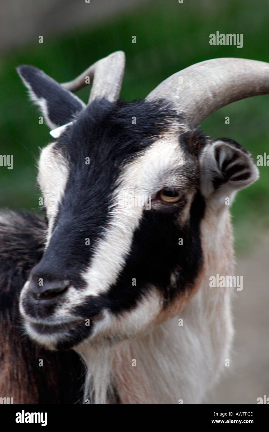 San Clemente Goat Stock Photo - Alamy