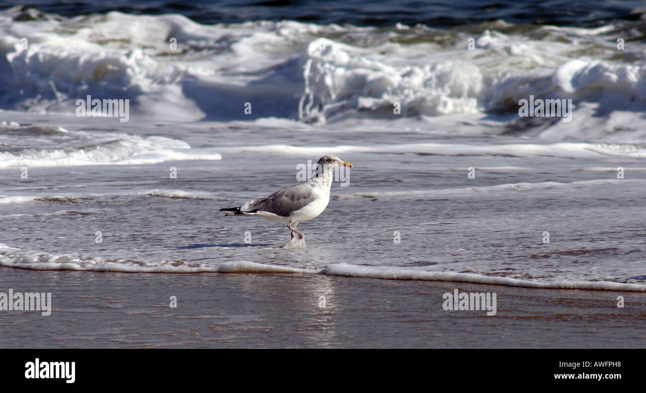 Seagull standing in surf Stock Photo - Alamy