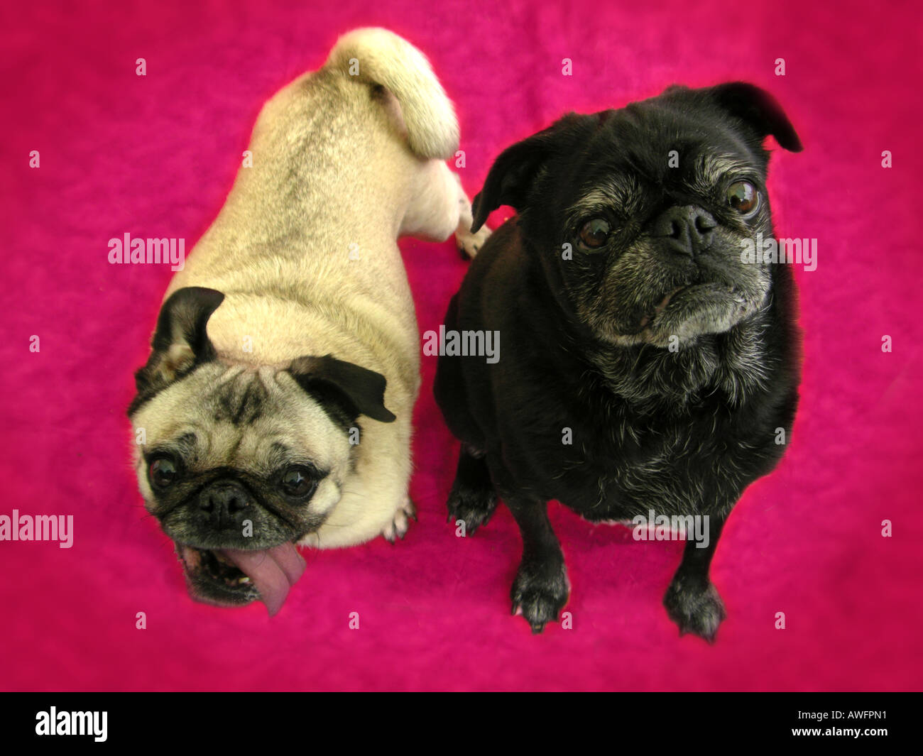 Jodie on pug hi-res stock photography and images - Alamy
