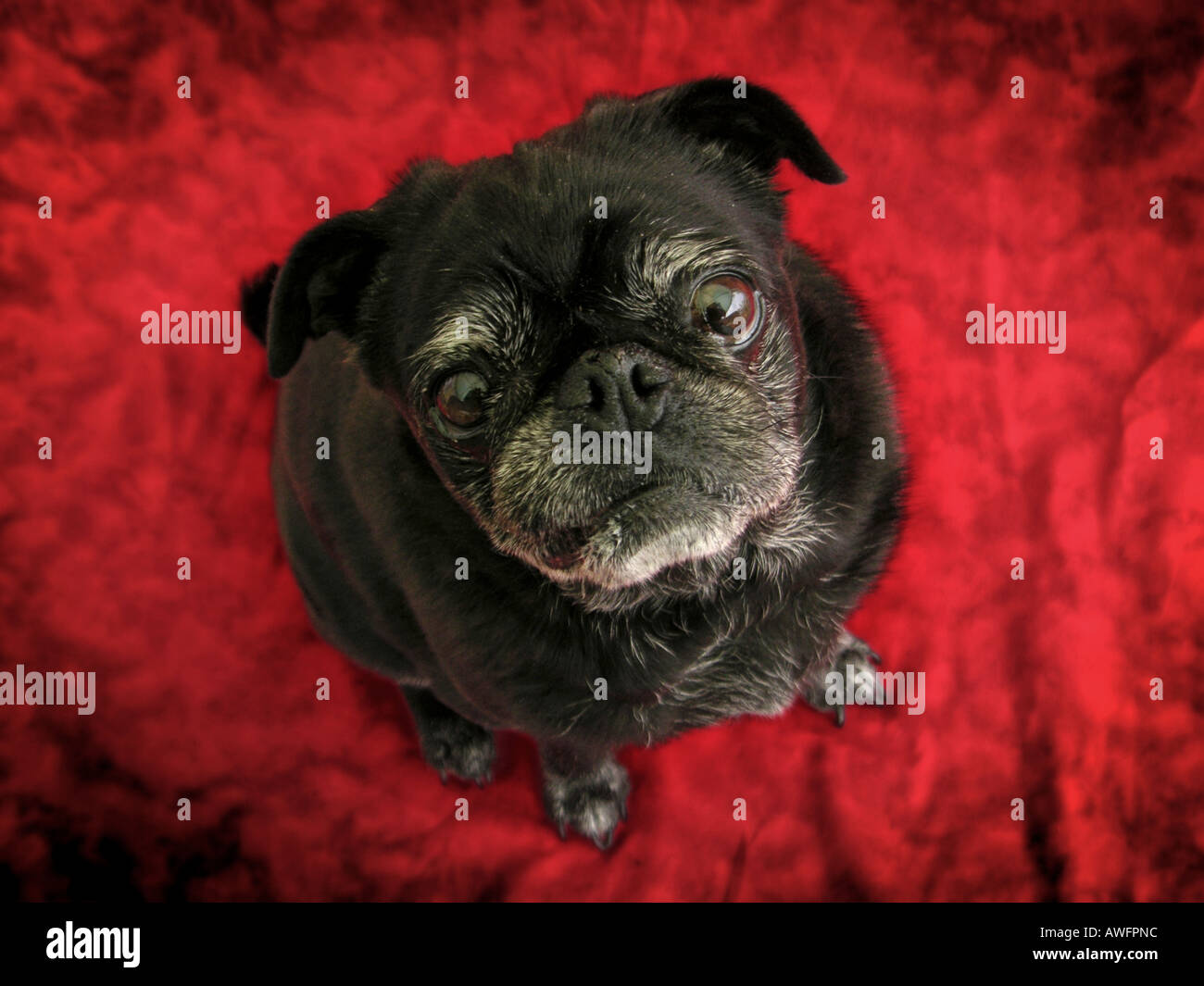 Senior pug dog portrait looking up at camera on a vivid red background ...