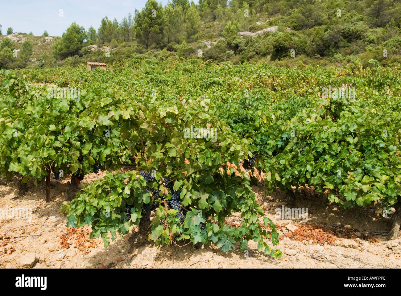 Corbieres france french hi-res stock photography and images - Alamy