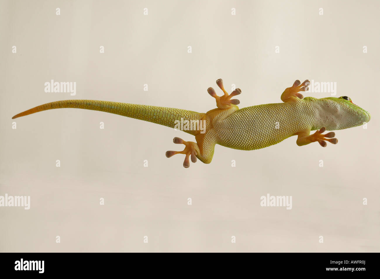 Underside of gecko hi-res stock photography and images - Alamy