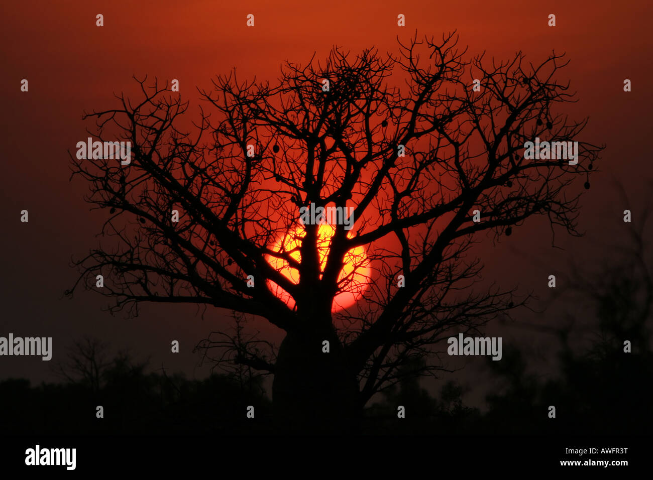 Australian boabab hi-res stock photography and images - Alamy